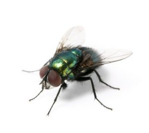 Flying Insect Control Archives - Pest Control Shop